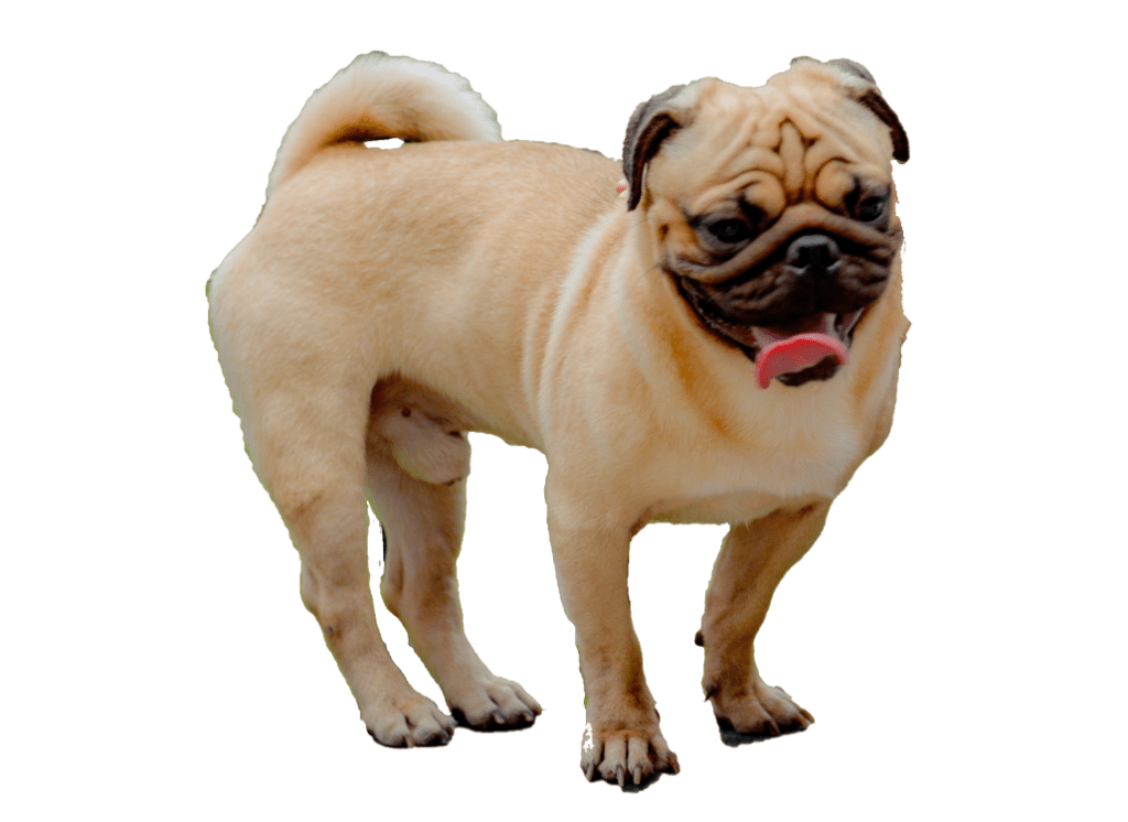 Mops ⇒ Die ideale Hunderasse für dich?