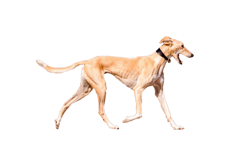 Windhund ⇒ Die ideale Hunderasse für dich?