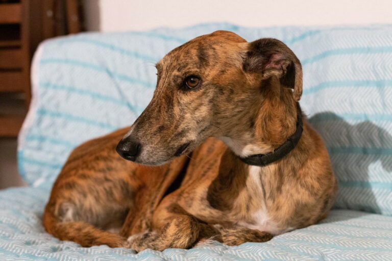 Windhund ⇒ Die ideale Hunderasse für dich?