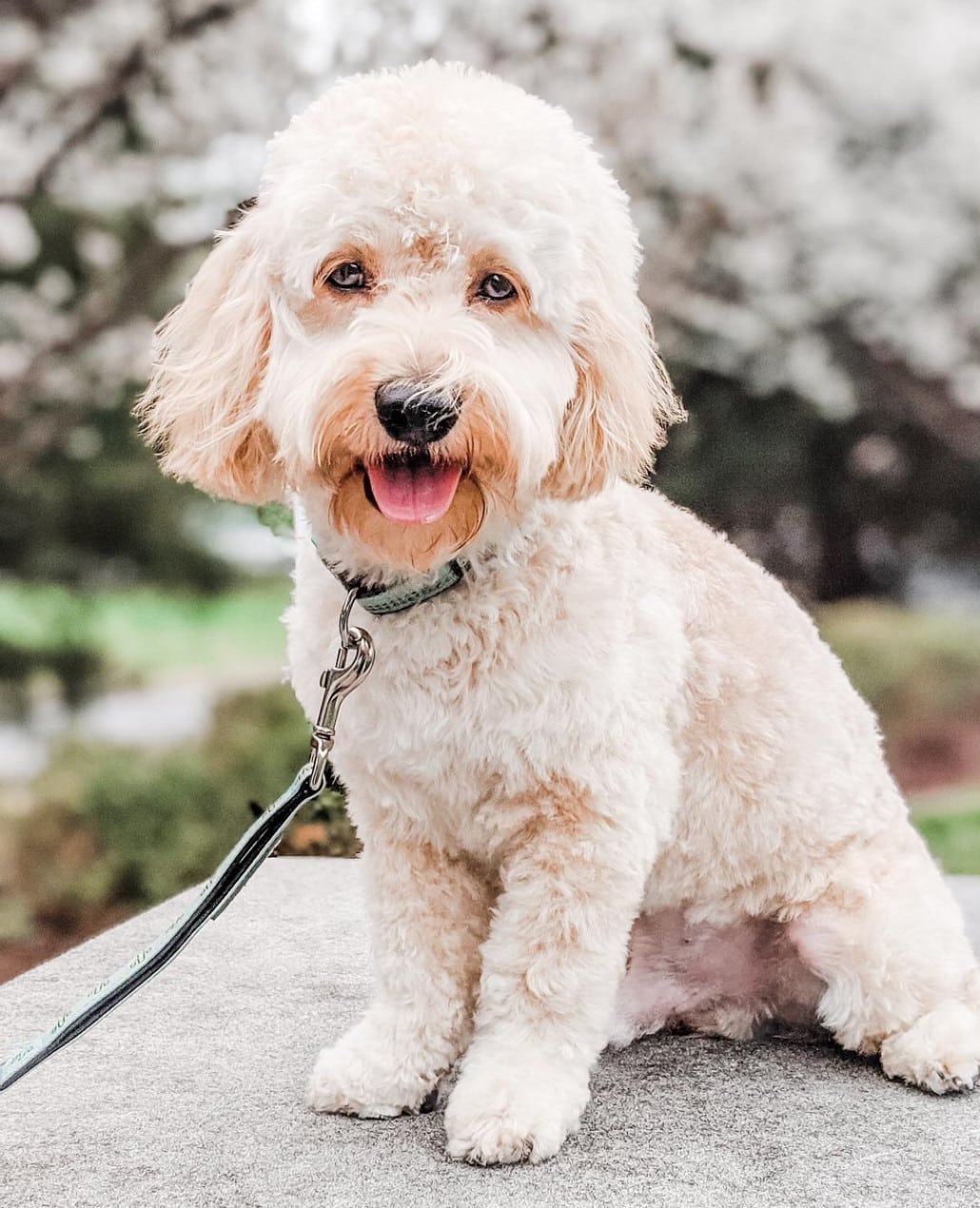 Cockapoo ⇒ Die ideale Hunderasse für dich?