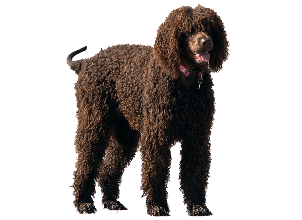 Labradoodle ⇒ Die ideale Hunderasse für dich?