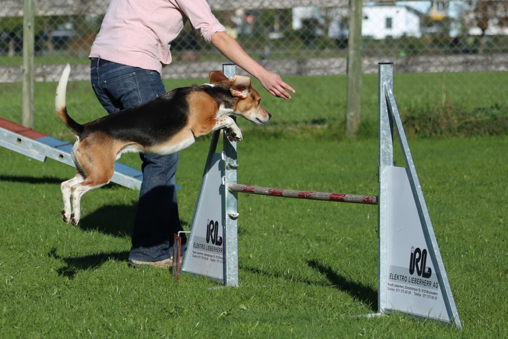Richtige Auslastung für den Beagle, so gelingts!
